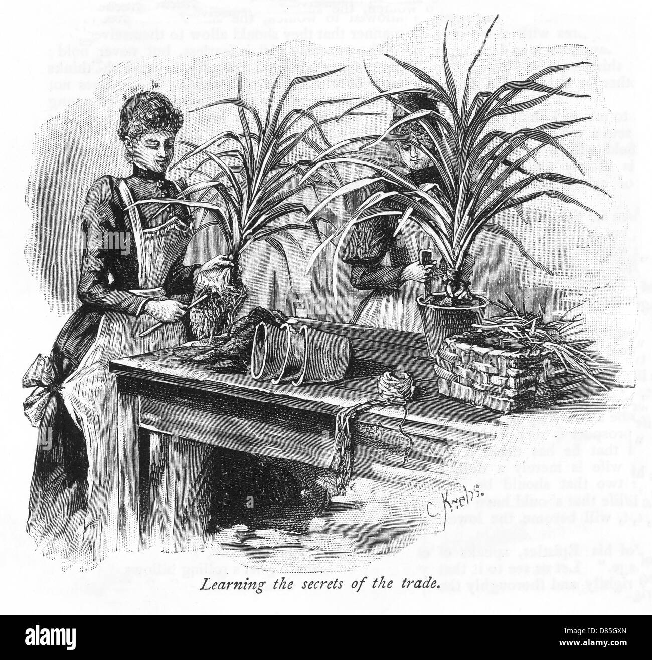 Dos plantas -Fotos und -Bildmaterial in hoher Auflösung – Alamy