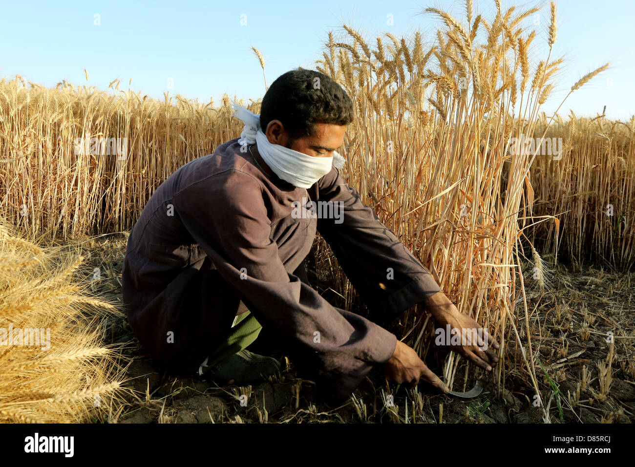 Bauer ernten weizen -Fotos und -Bildmaterial in hoher Auflösung – Alamy