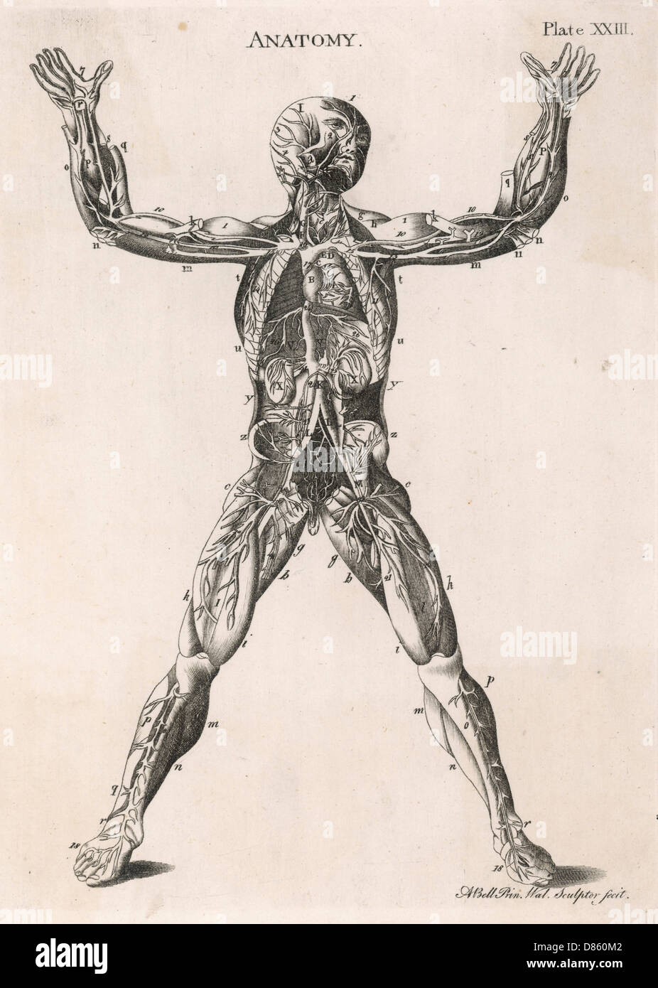 Anatomische Zeichnung des menschlichen Körpers Stockfotografie - Alamy
