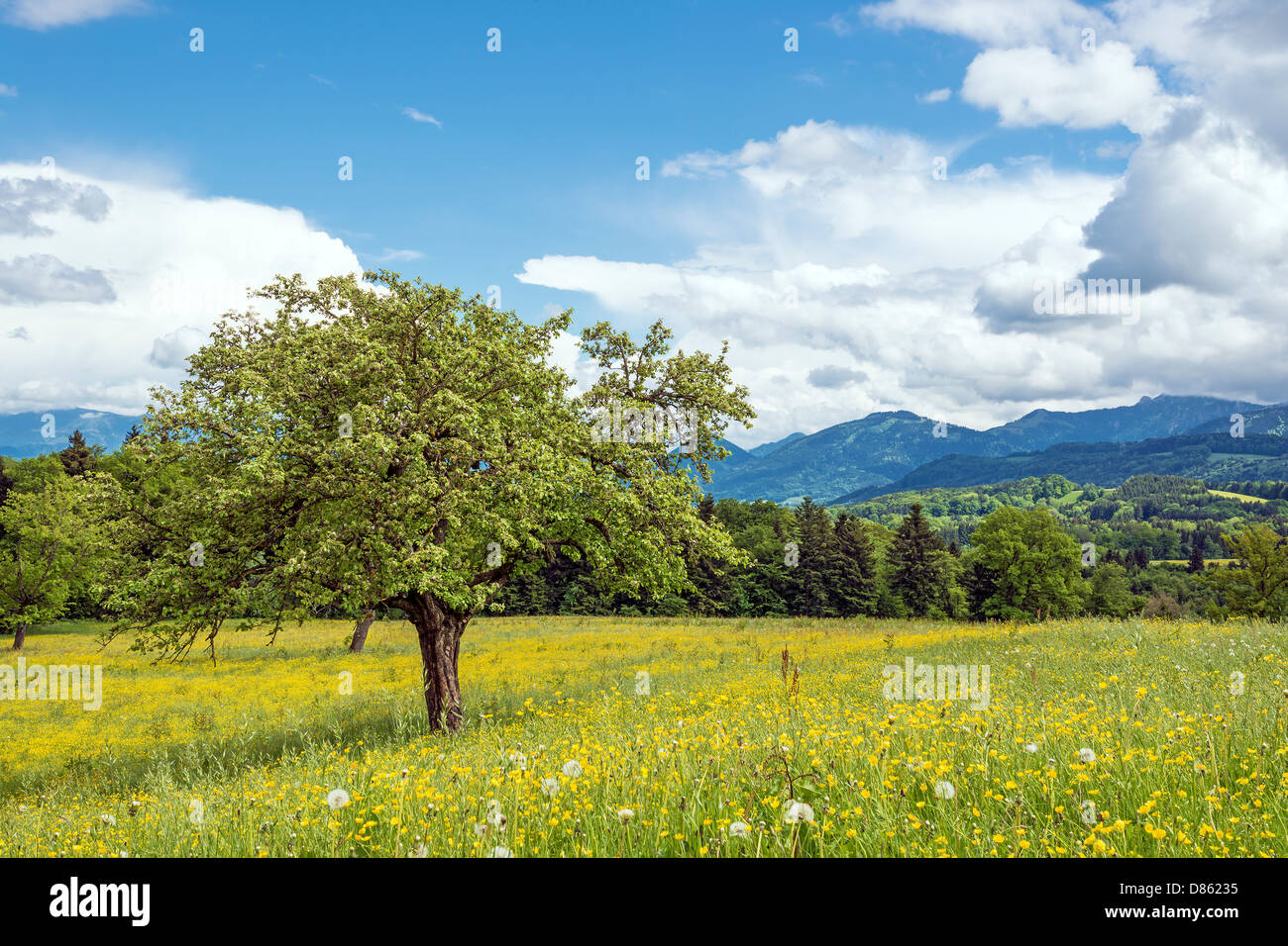 Panorama blumen wiese weiss Stockfotos und -bilder Kaufen - Alamy