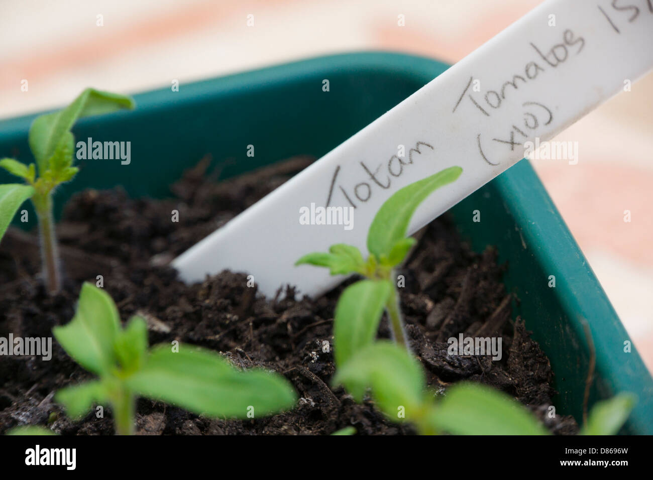 Kleine tomatenpflanzen -Fotos und -Bildmaterial in hoher Auflösung ...