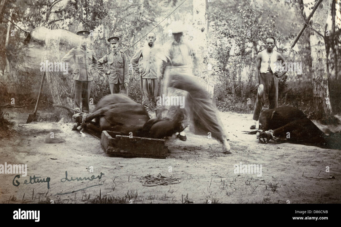 Schlachtung von Rindern Stockfotografie - Alamy