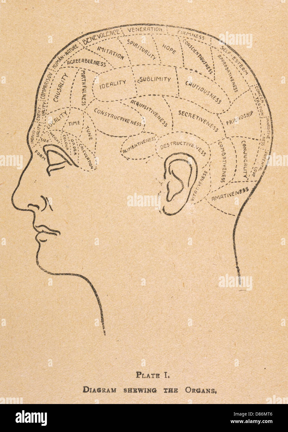 Phrenologie diagramm -Fotos und -Bildmaterial in hoher Auflösung – Alamy