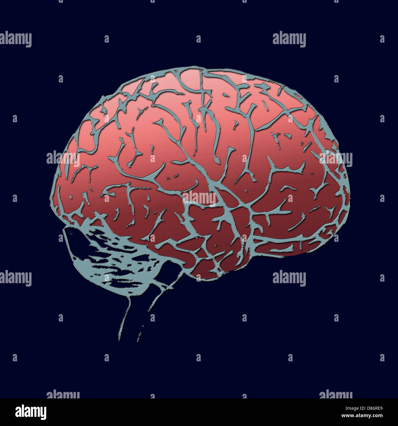 Kleinhirn biologie -Fotos und -Bildmaterial in hoher Auflösung – Alamy