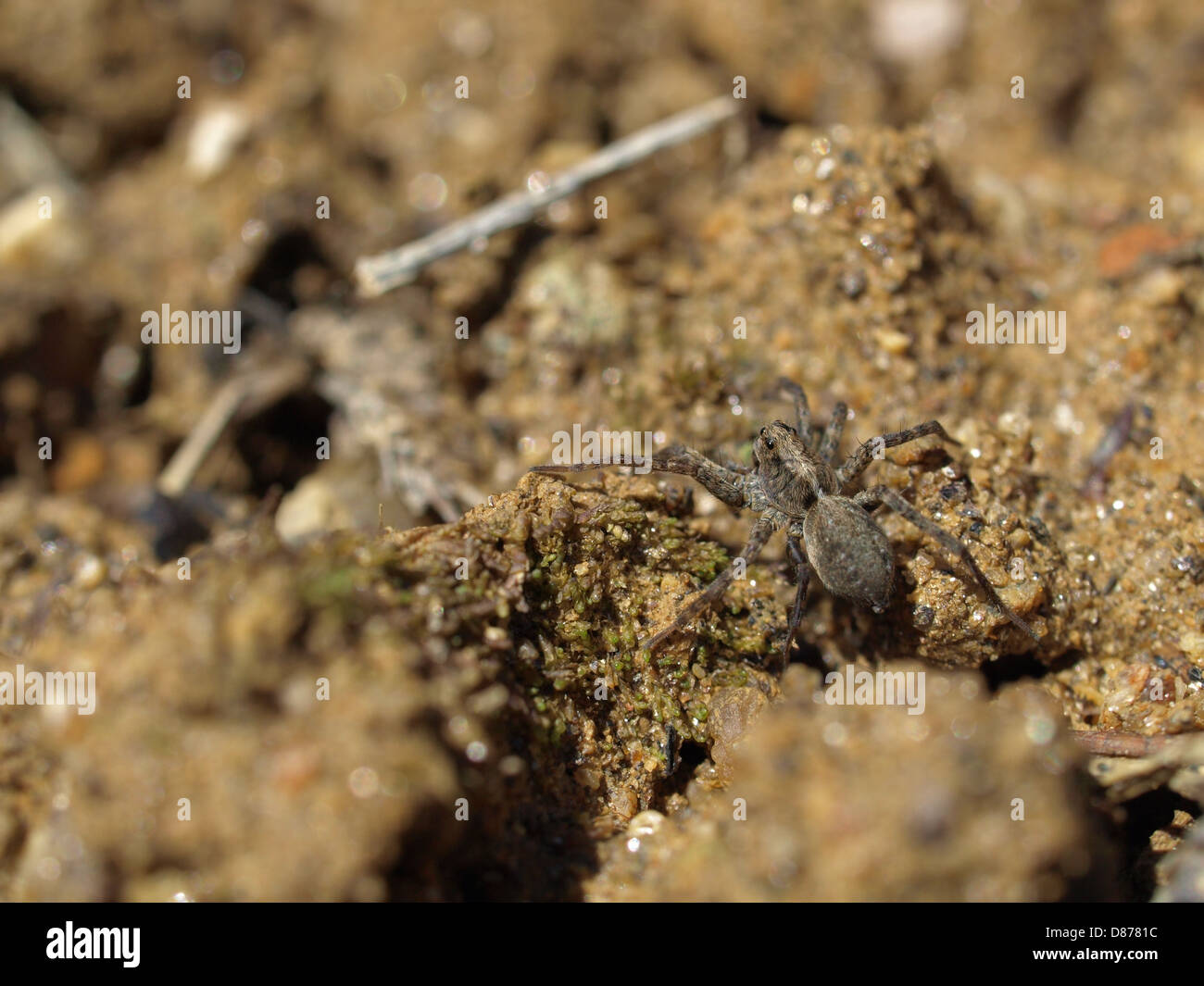Bodenspinnen Lycosidae Stockfotos und -bilder Kaufen - Alamy