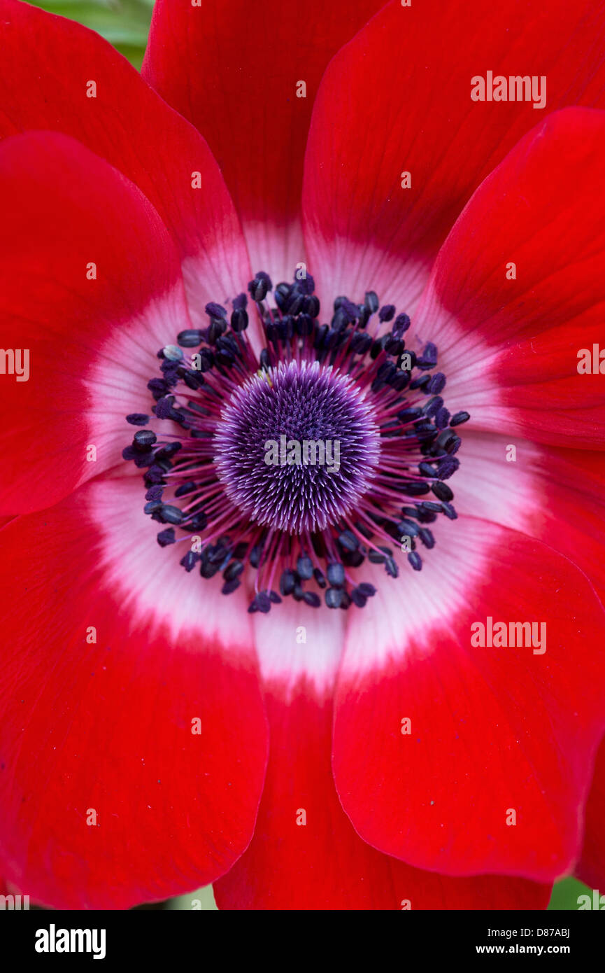 Red anemone flower coronaria -Fotos und -Bildmaterial in hoher ...