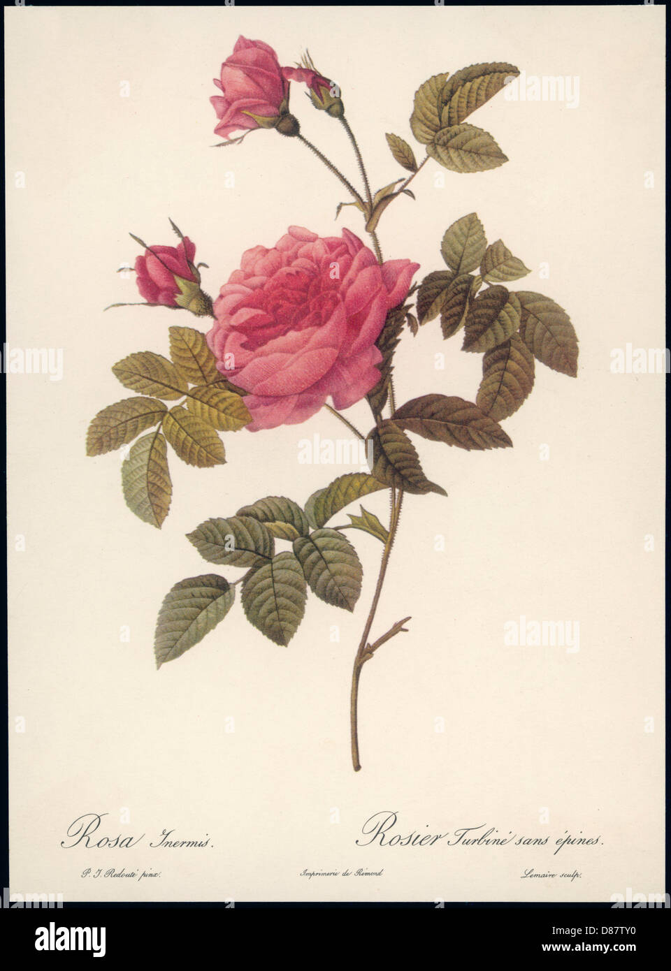 Rose Ohne Dornen