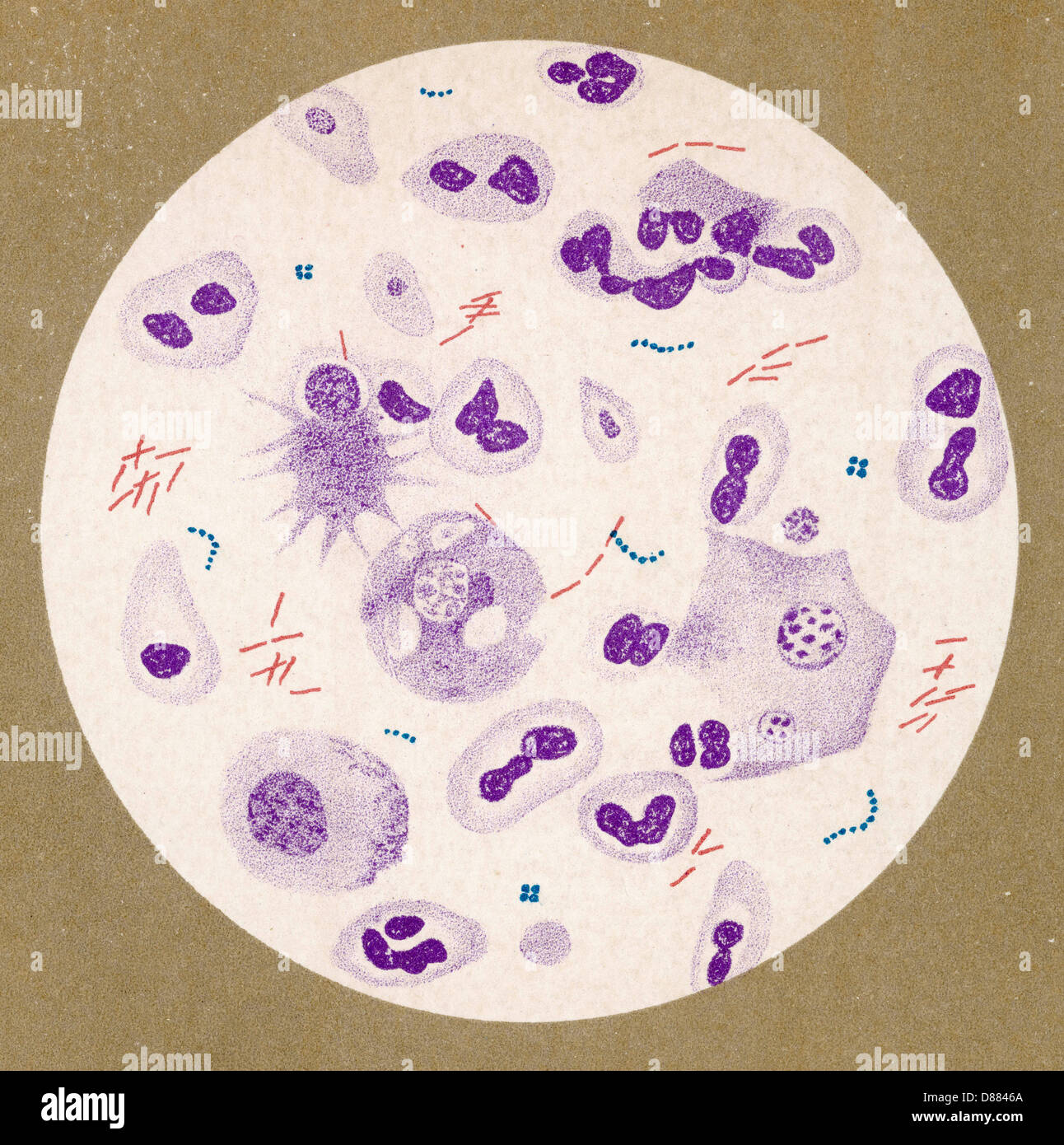 Bacillus tuberculosis -Fotos und -Bildmaterial in hoher Auflösung – Alamy