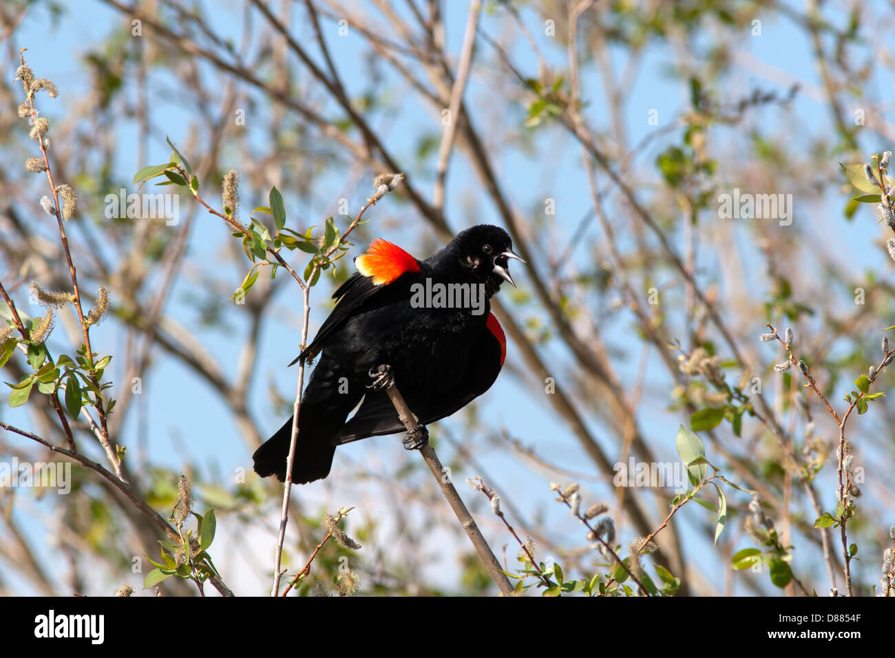 Wildes tier zwitschern -Fotos und -Bildmaterial in hoher Auflösung – Alamy