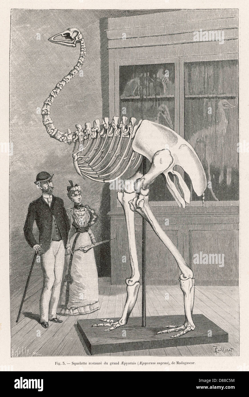Skelett eines moa -Fotos und -Bildmaterial in hoher Auflösung – Alamy