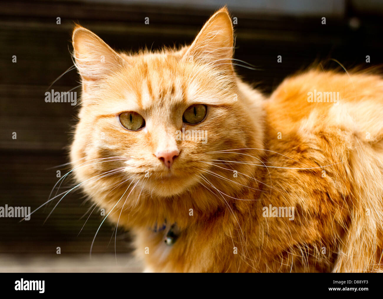 Felis catis -Fotos und -Bildmaterial in hoher Auflösung – Alamy
