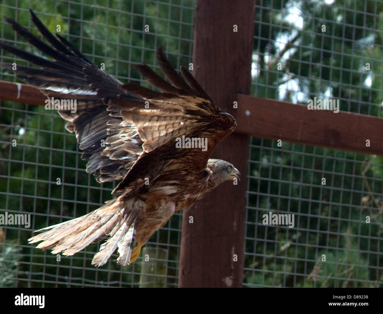 Rotmilan im Flug in Voliere Stockfotografie - Alamy
