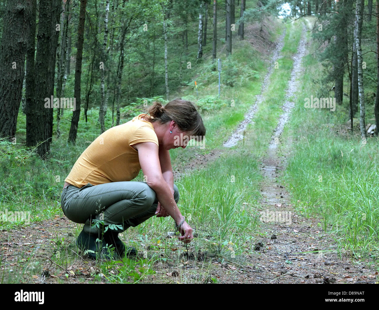 Wolf excrement -Fotos und -Bildmaterial in hoher Auflösung – Alamy