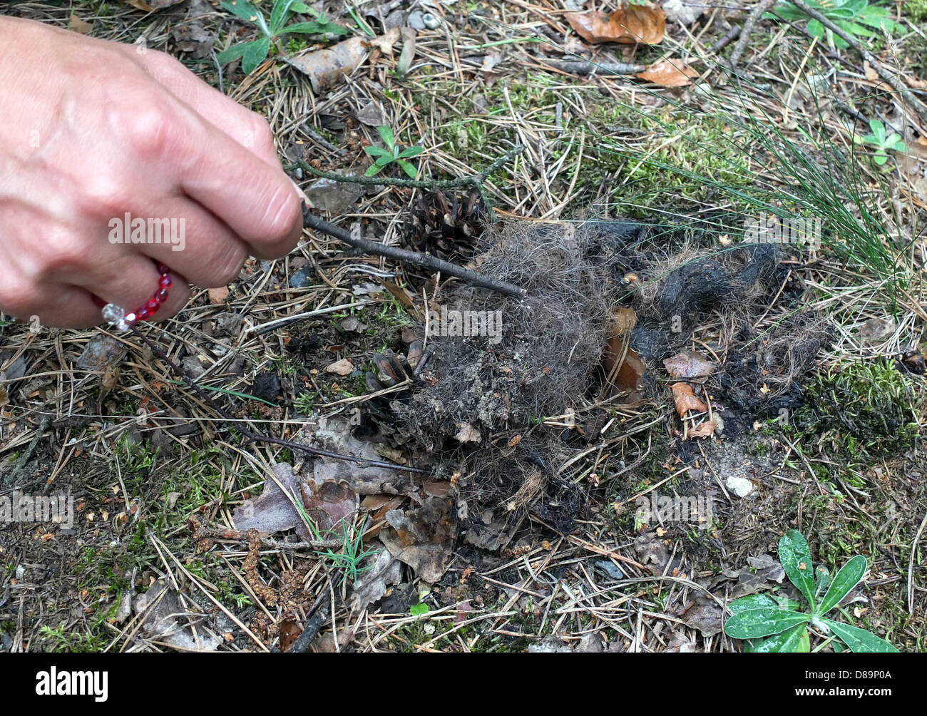 Wolf excrement -Fotos und -Bildmaterial in hoher Auflösung – Alamy