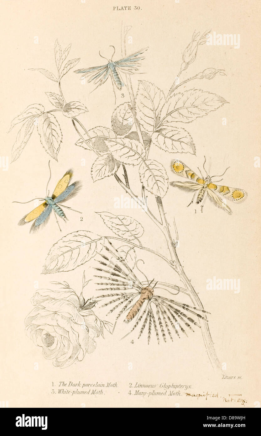 Dunkle motte -Fotos und -Bildmaterial in hoher Auflösung – Alamy