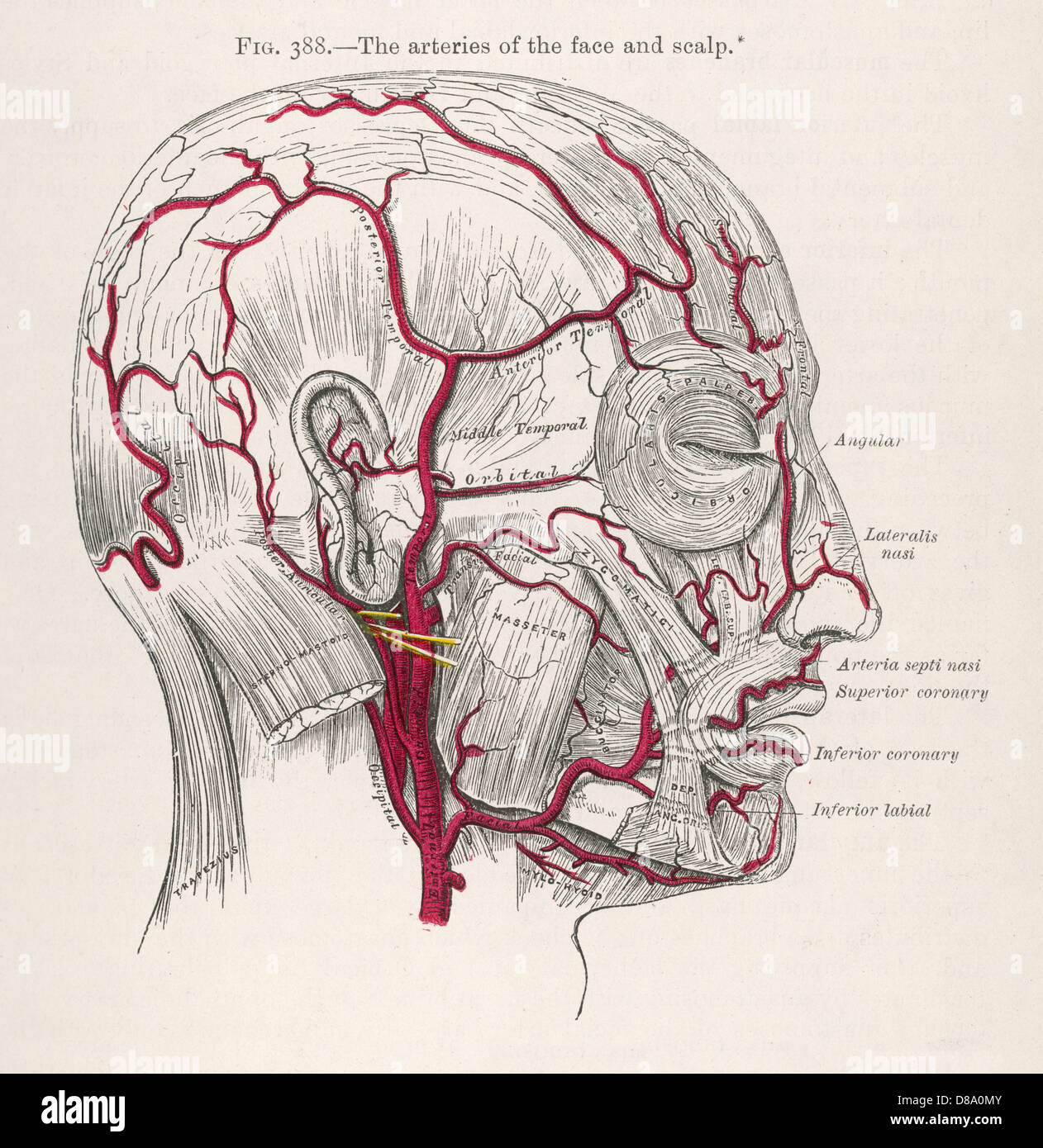 ARTERIEN IM KOPF/1897 Stockfotografie - Alamy