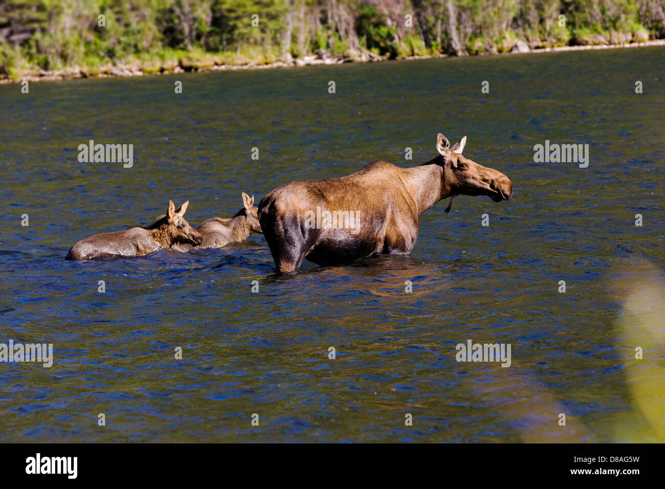 Baby und mutter elch -Fotos und -Bildmaterial in hoher Auflösung – Alamy