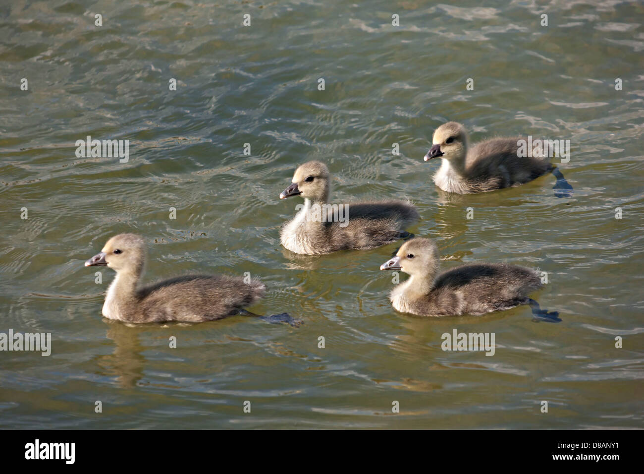 Wilde graue Gänse Hühner (Anser Anser), Chiemsee, Upper Bavaria Germany ...