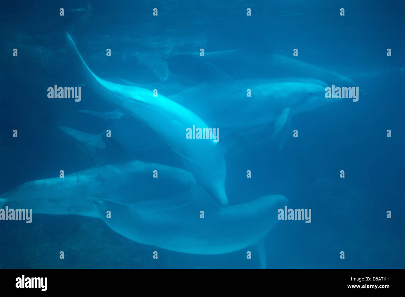 Schwimmende delfine -Fotos und -Bildmaterial in hoher Auflösung – Alamy