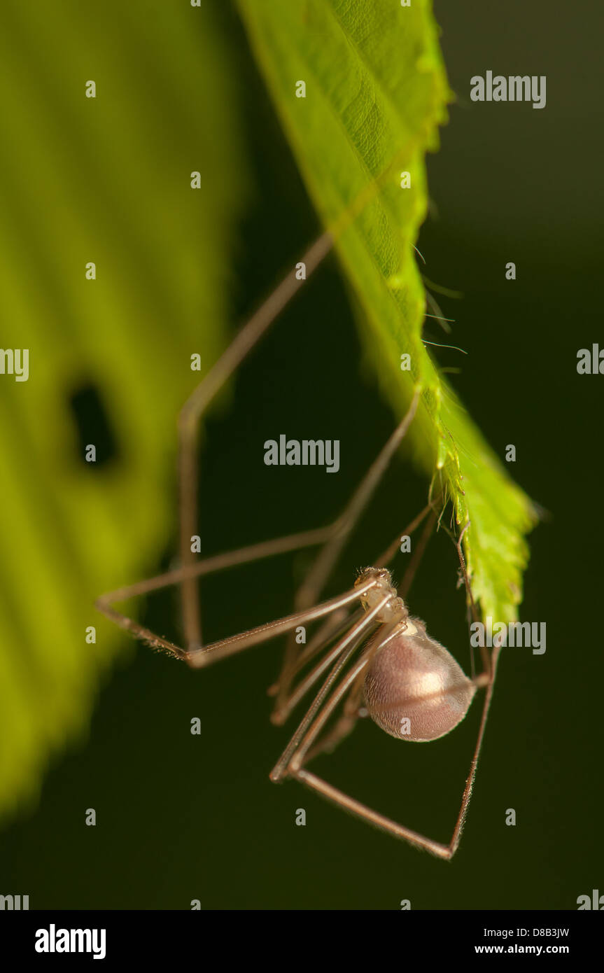 Pholcidae pholcus -Fotos und -Bildmaterial in hoher Auflösung – Alamy