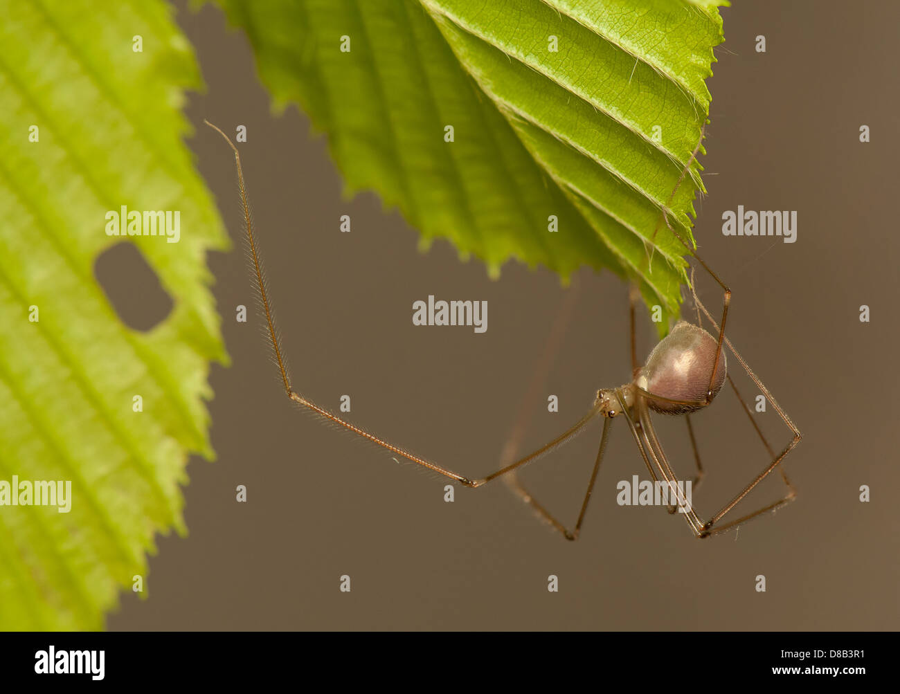 Pholcidae pholcus -Fotos und -Bildmaterial in hoher Auflösung – Alamy