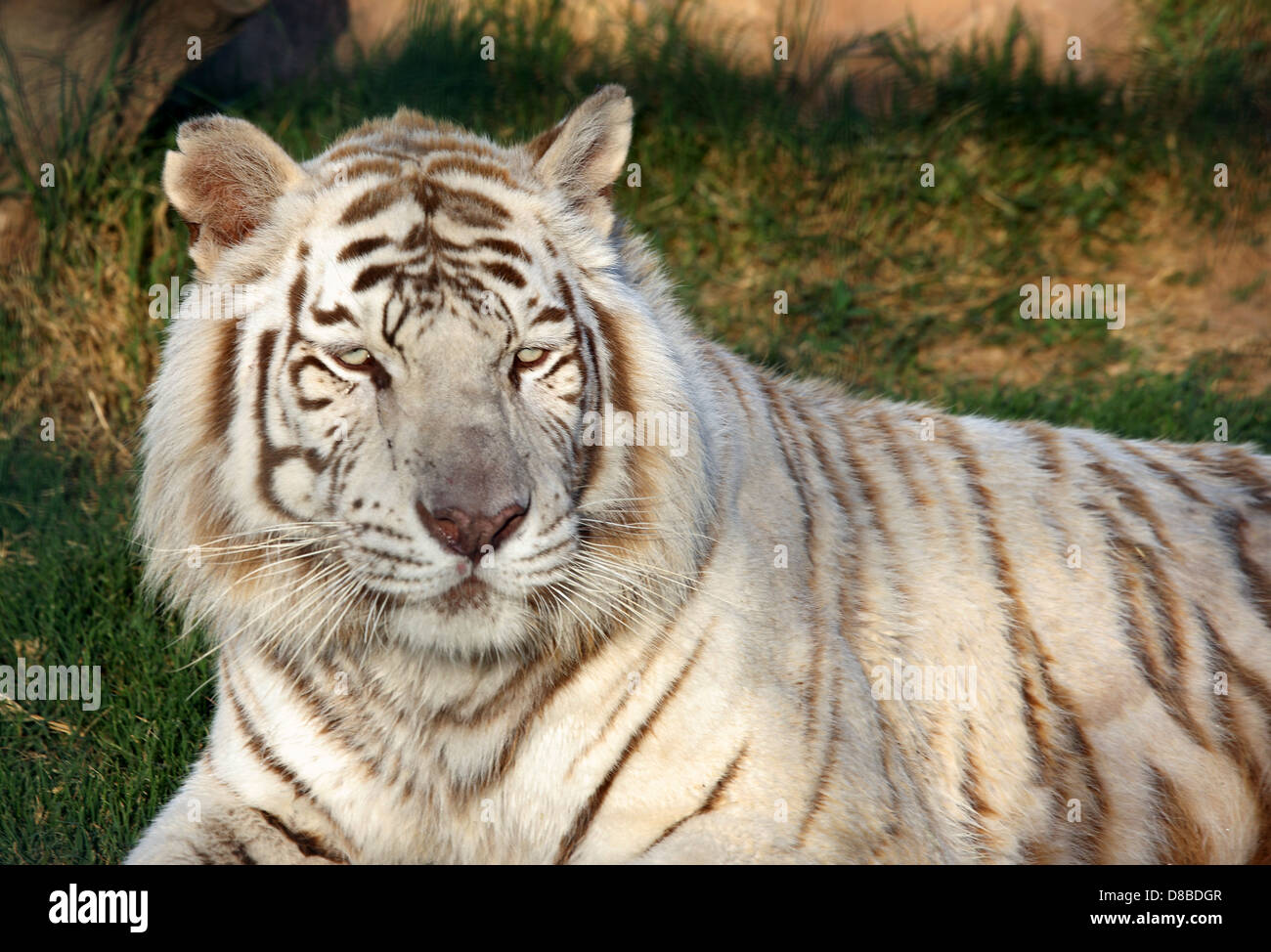 Seltener weißer tiger -Fotos und -Bildmaterial in hoher Auflösung – Alamy