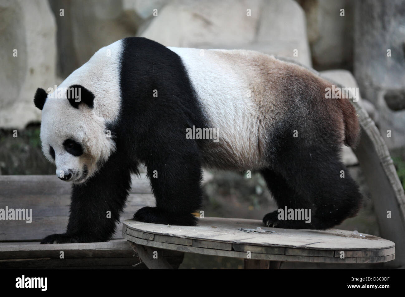 Ein großer Panda, abgebildet im Zoo von Chiang Mai, Thailand. Foto ...