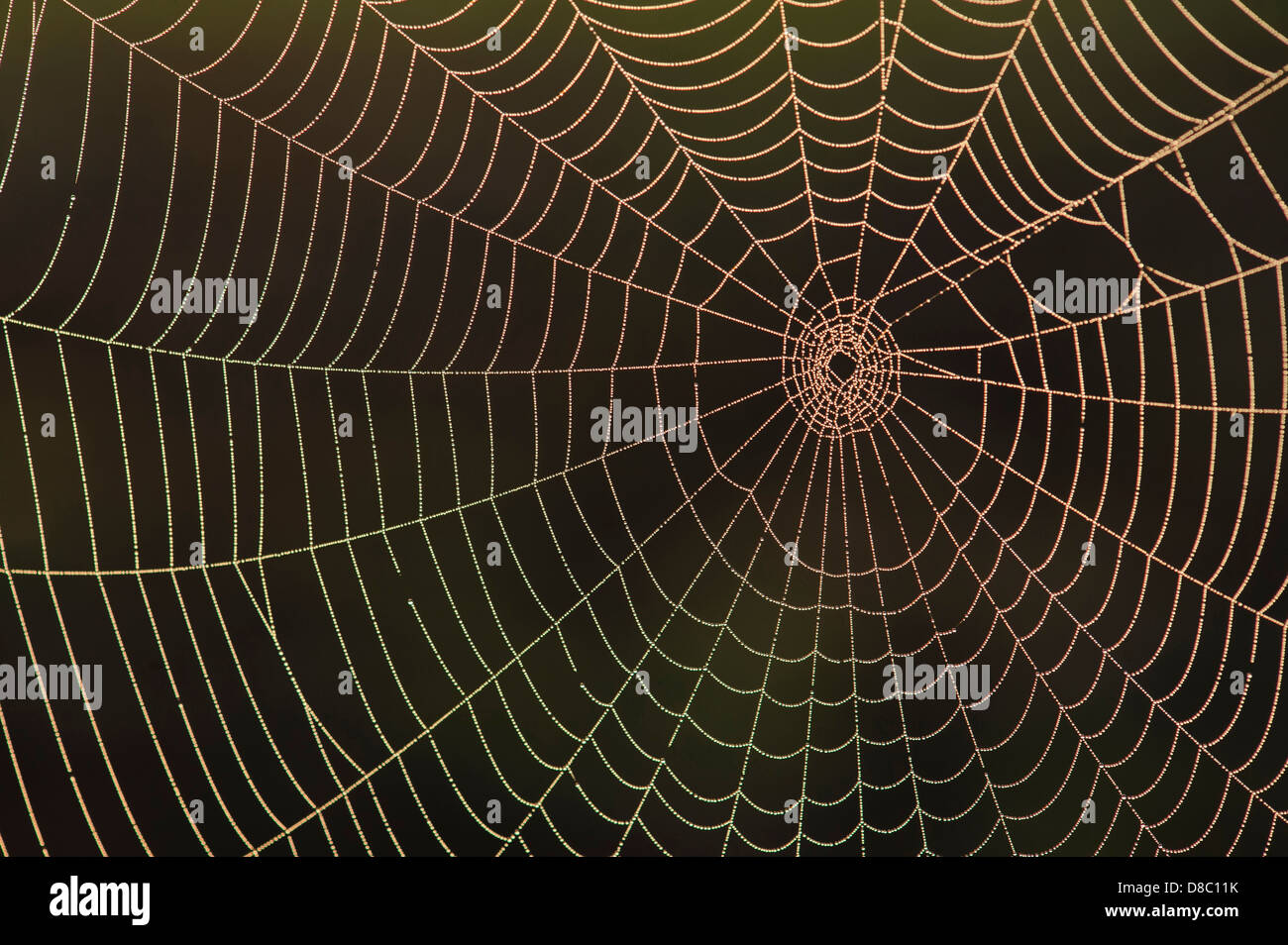 Spinnennetz mit morgentau spinne -Fotos und -Bildmaterial in hoher ...