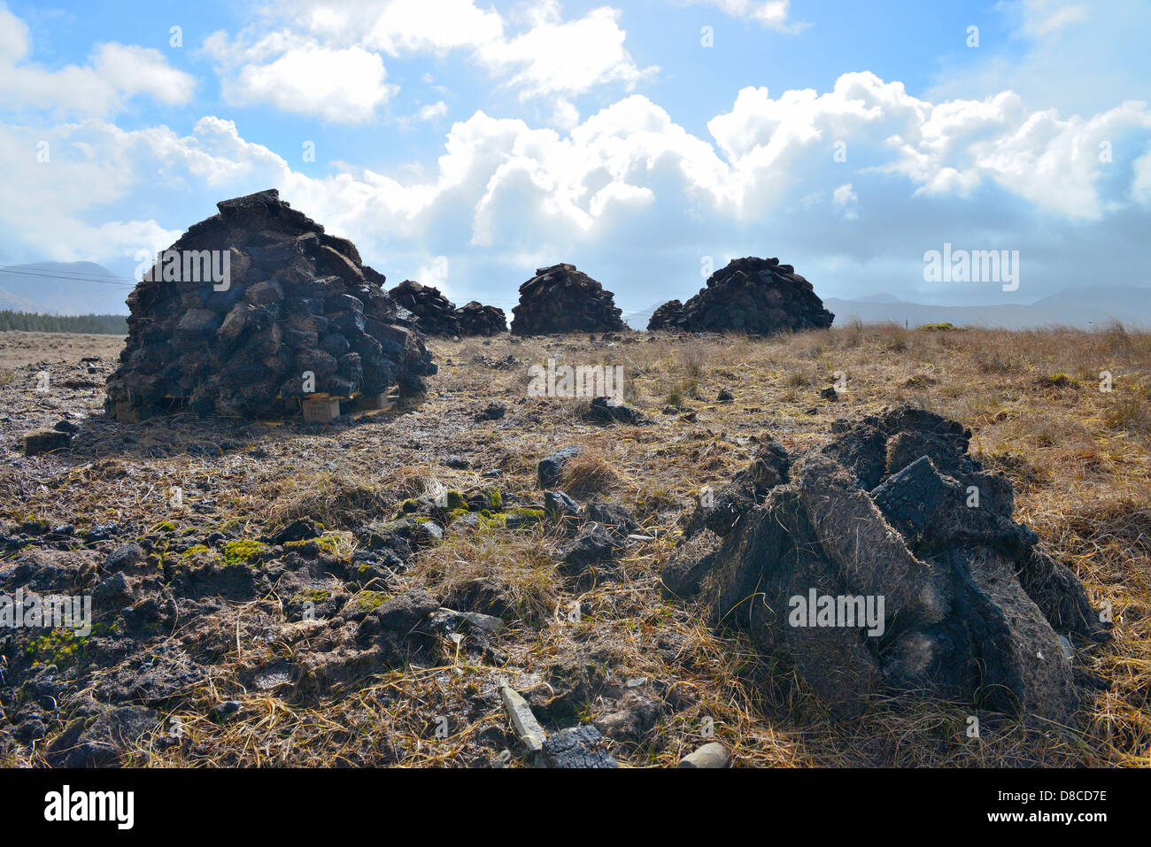 Irish Bog Sphagnum-Moos löst Verbindungen, die menschliches Gewebe als ...