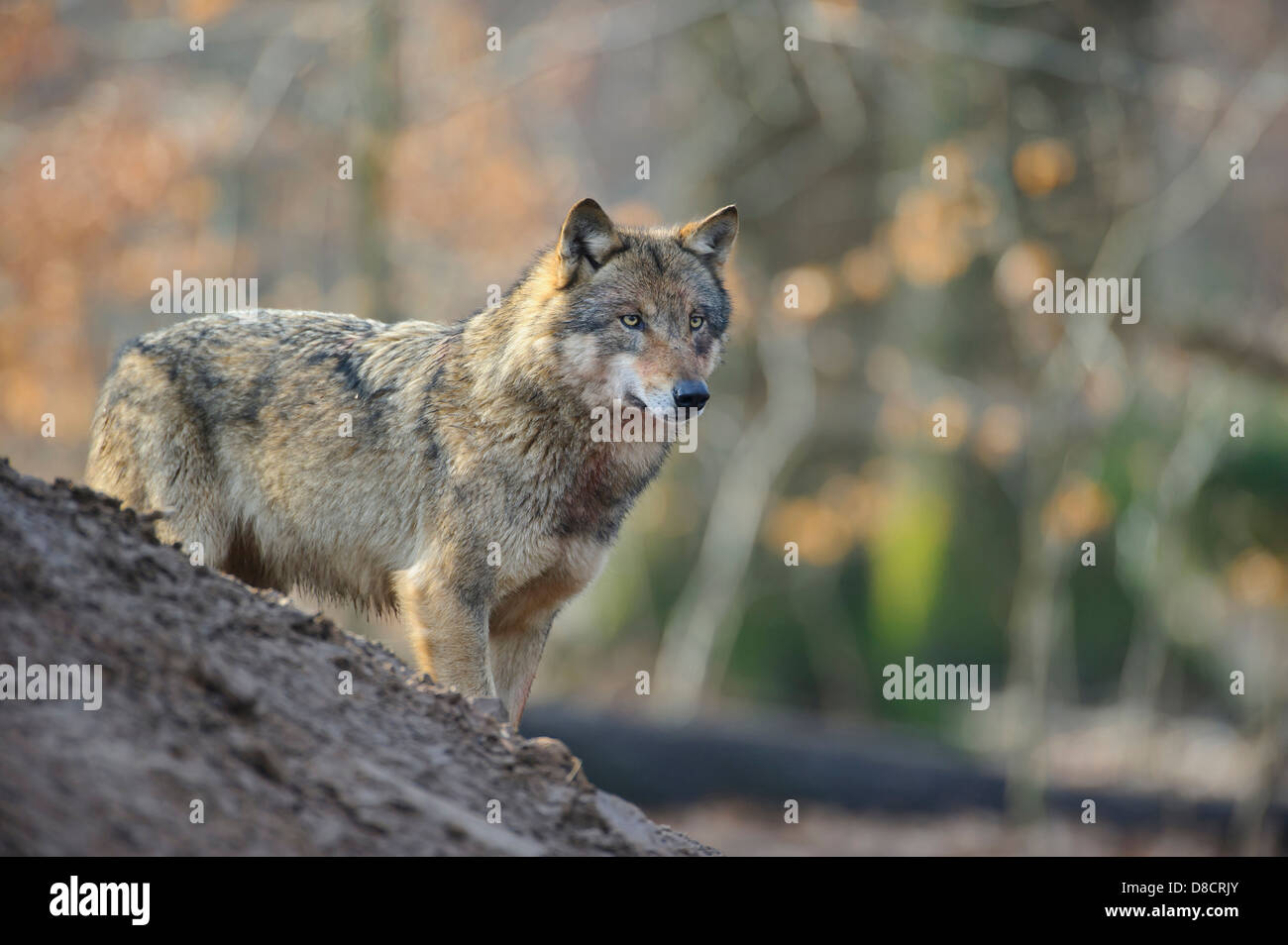 Grey wolf -Fotos und -Bildmaterial in hoher Auflösung – Alamy
