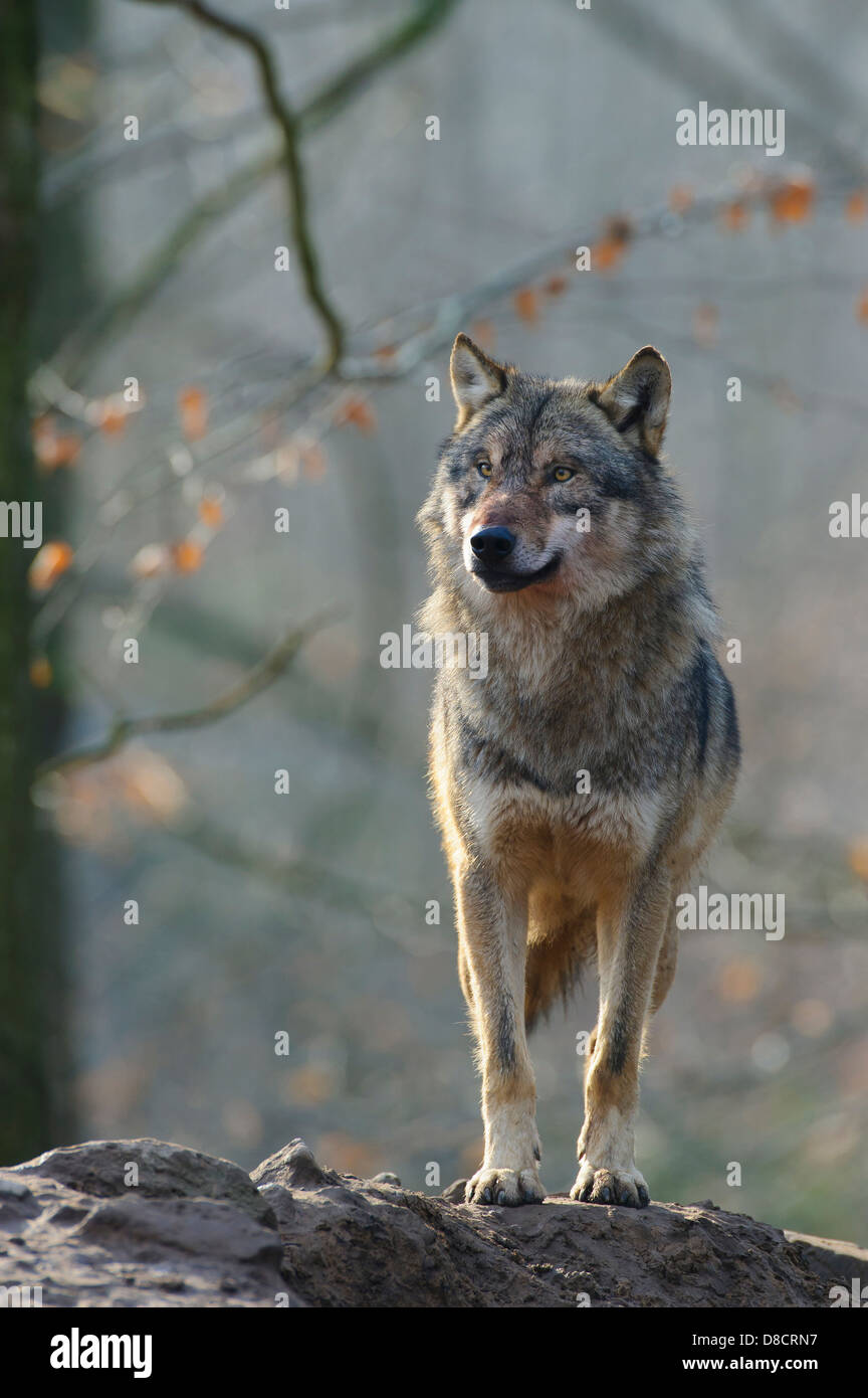 Grey wolf -Fotos und -Bildmaterial in hoher Auflösung – Alamy