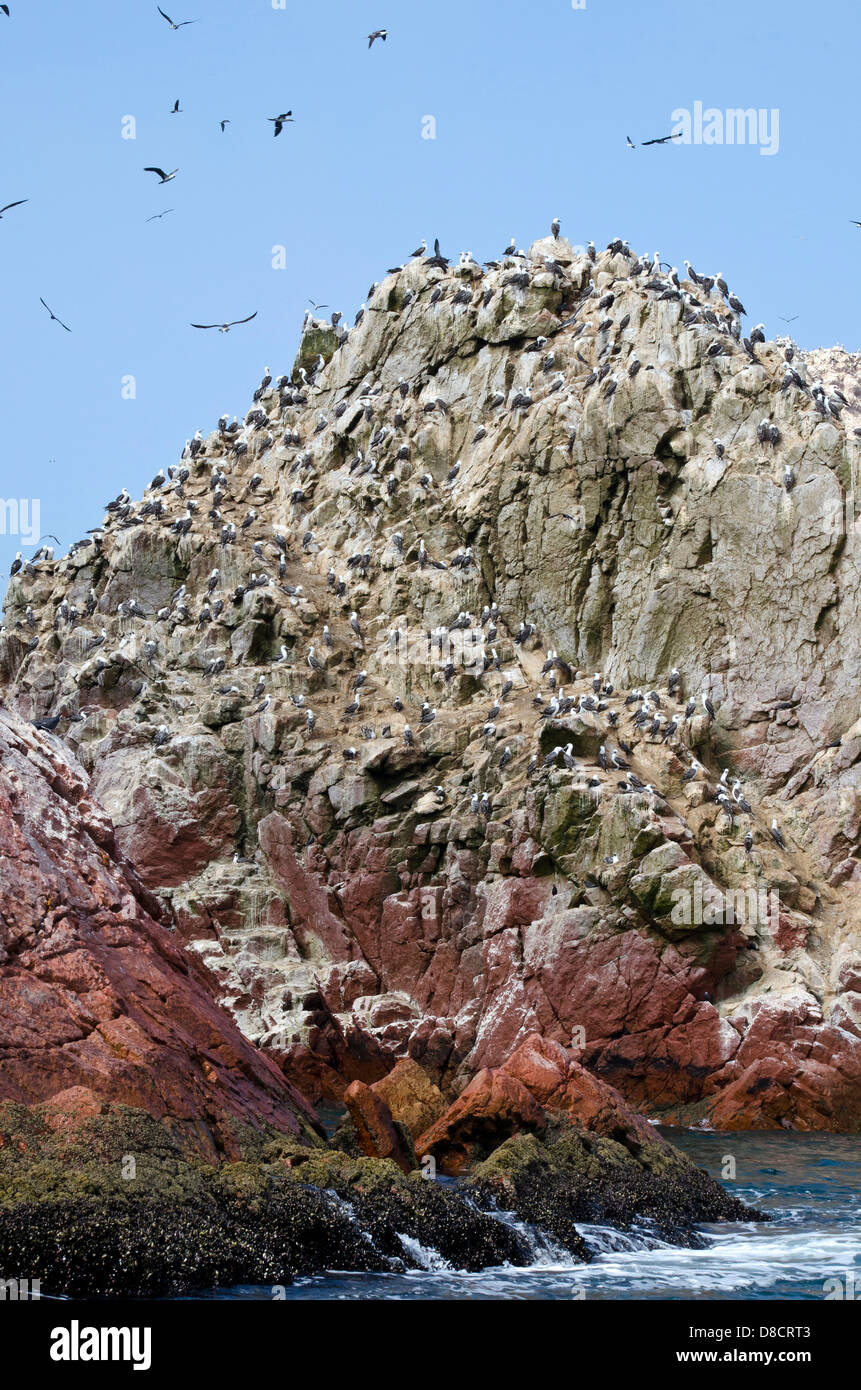 Nationalreservat Paracas. Ballestas Inseln. Peru Stockfotografie - Alamy