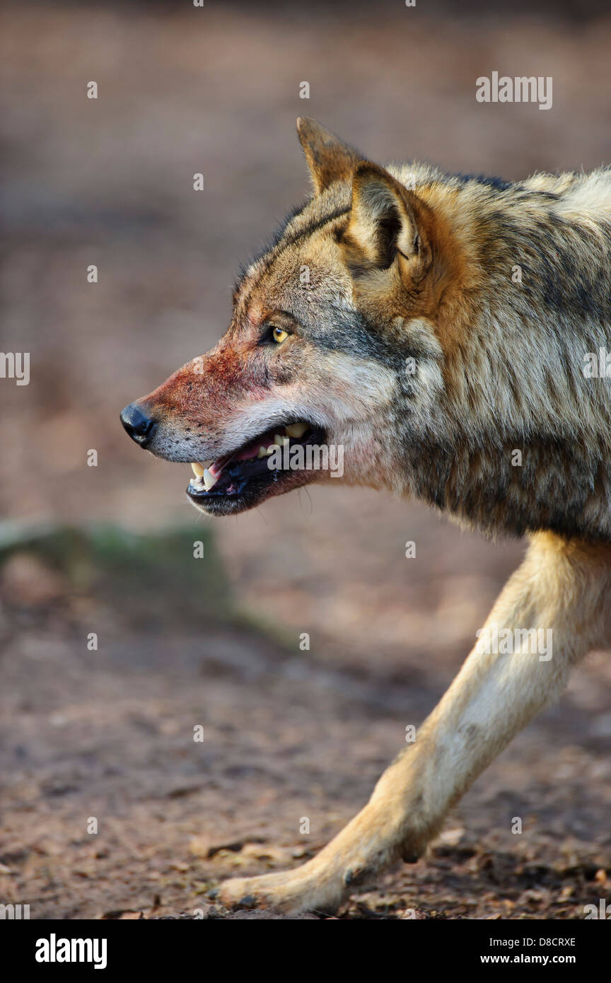 Grau wolf -Fotos und -Bildmaterial in hoher Auflösung – Alamy