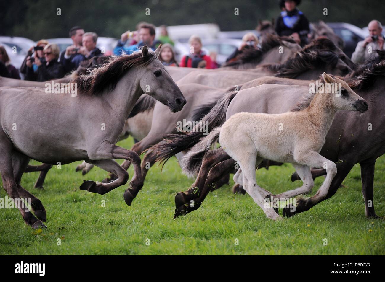 Pferdeherde galoppiert -Fotos und -Bildmaterial in hoher Auflösung – Alamy
