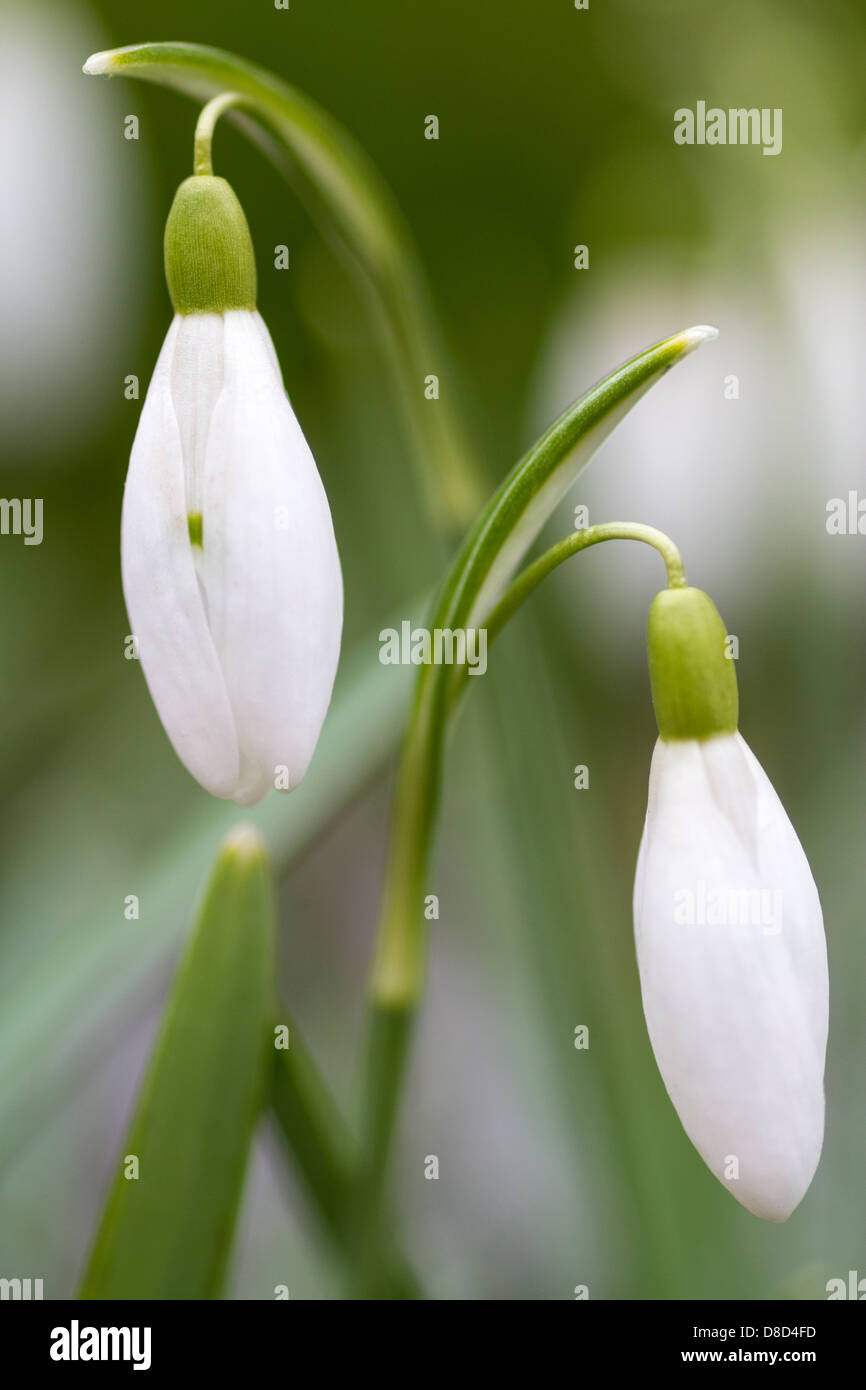 Snowdrops winter -Fotos und -Bildmaterial in hoher Auflösung – Alamy