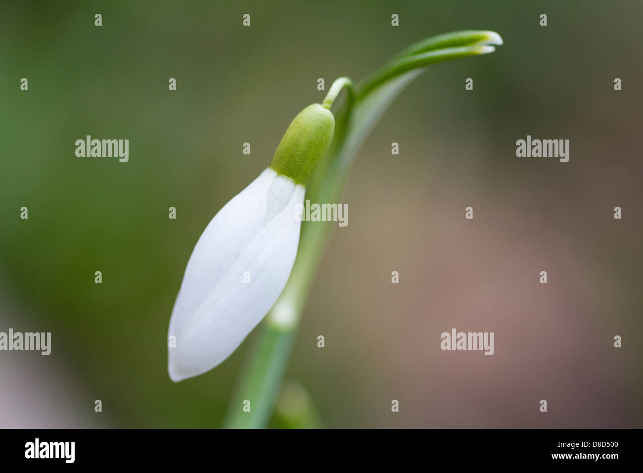 Snowdrops winter -Fotos und -Bildmaterial in hoher Auflösung – Alamy