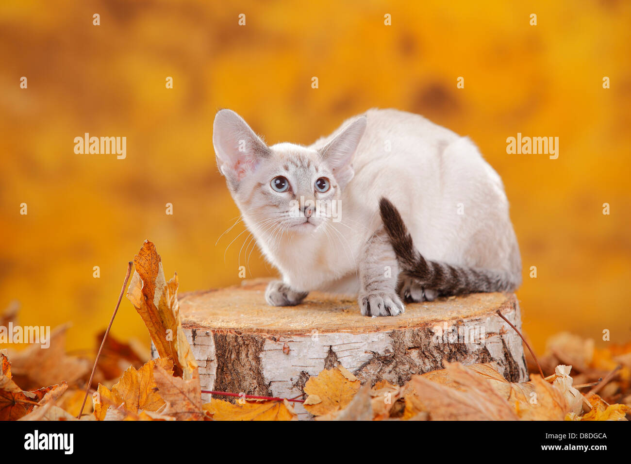 Siamkatze, Blue-Tabby-Point | Siamkatze, Blue-Tabby-Point / Siamesin ...