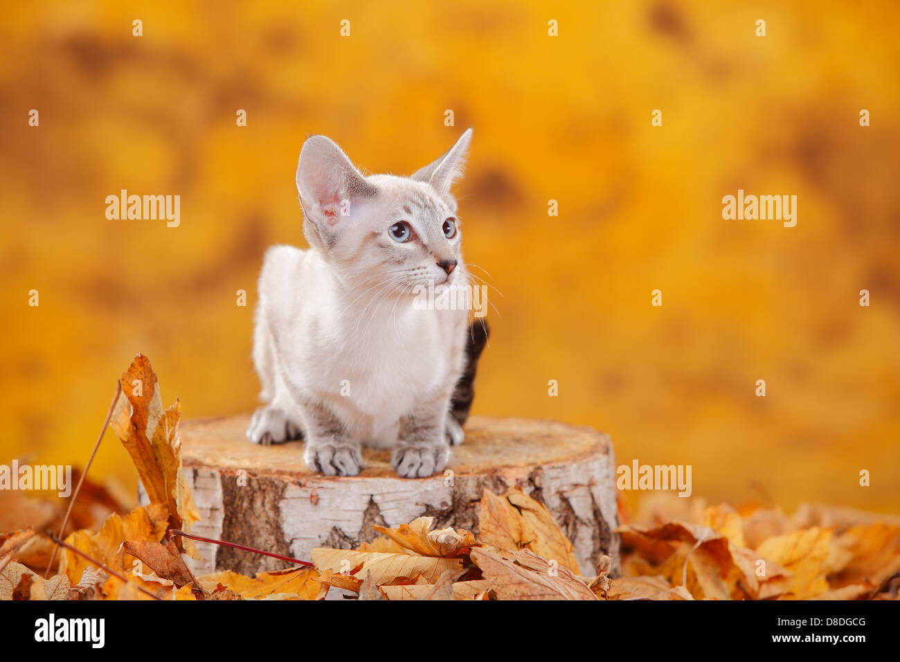 Siamkatze, Blue-Tabby-Point | Siamkatze, Blue-Tabby-Point / Siamesin ...