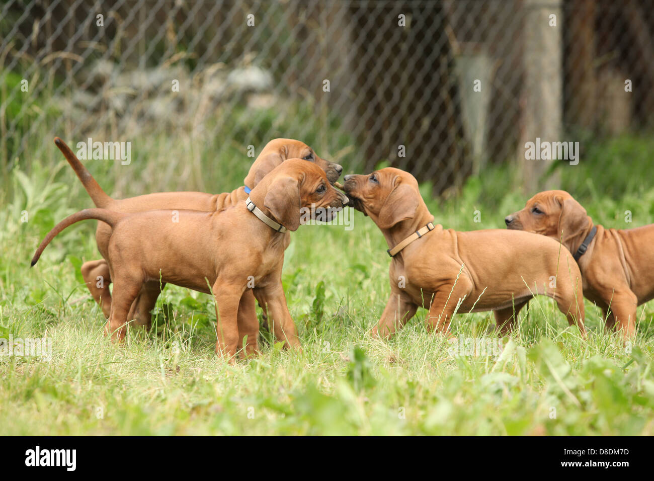 Rhodesian Ridgeback Welpen spielen mit einander Stockfotografie - Alamy