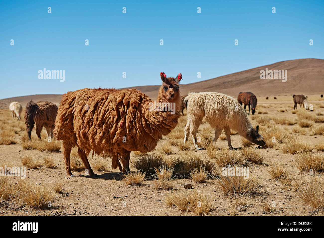 Bolivien lama -Fotos und -Bildmaterial in hoher Auflösung – Alamy