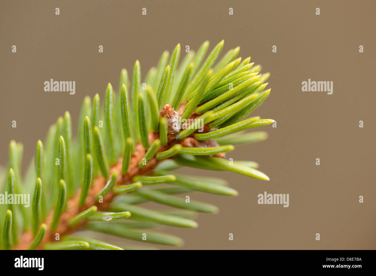Fotografiere die fichte -Fotos und -Bildmaterial in hoher Auflösung – Alamy
