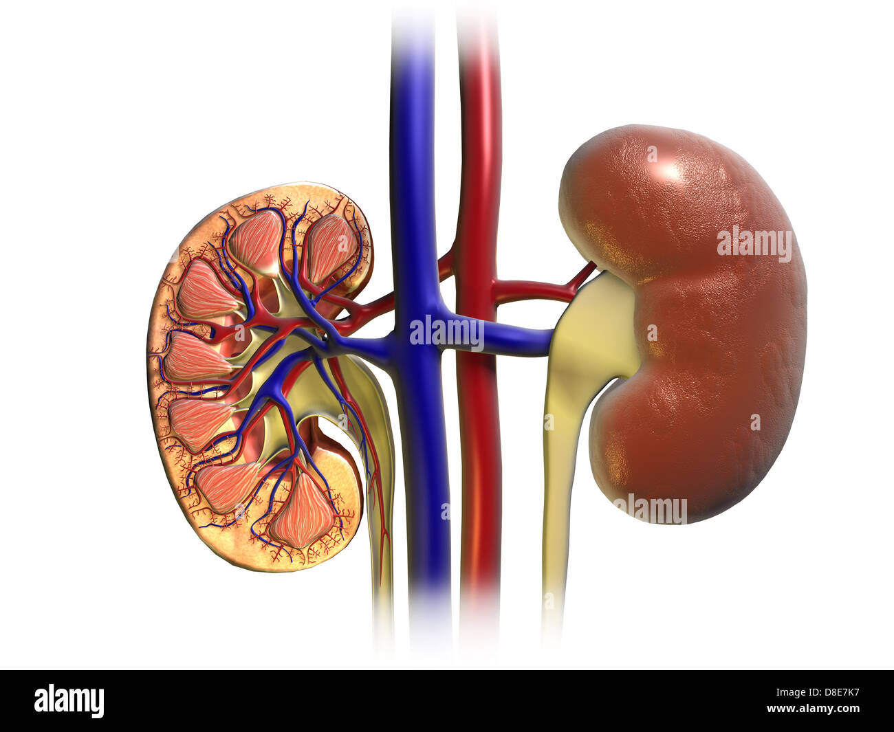 Der harnleiter -Fotos und -Bildmaterial in hoher Auflösung – Alamy