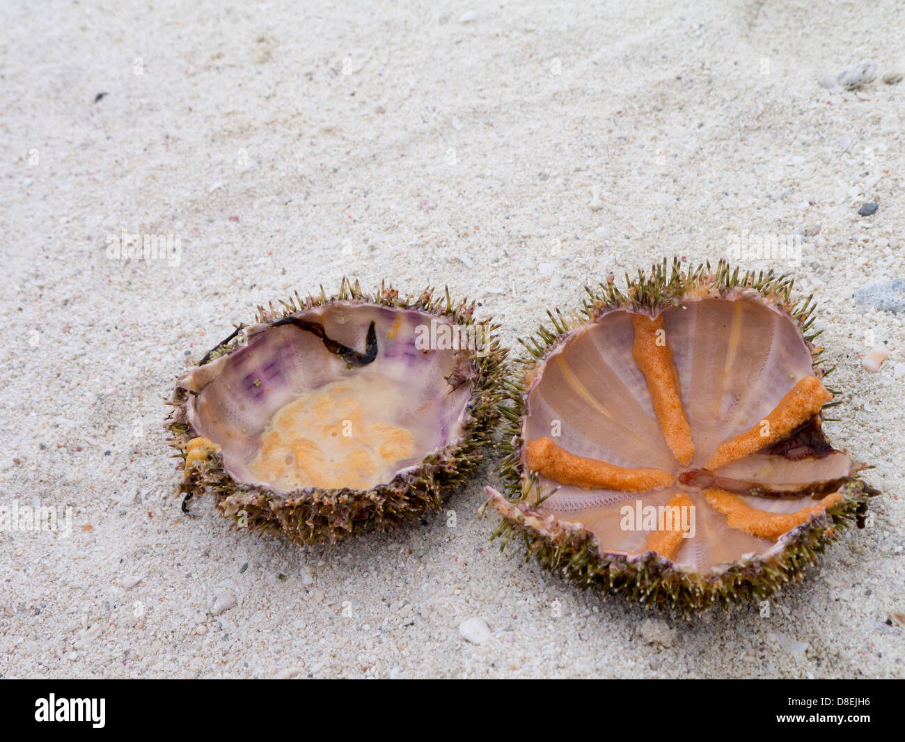 Tiere essen -Fotos und -Bildmaterial in hoher Auflösung – Alamy