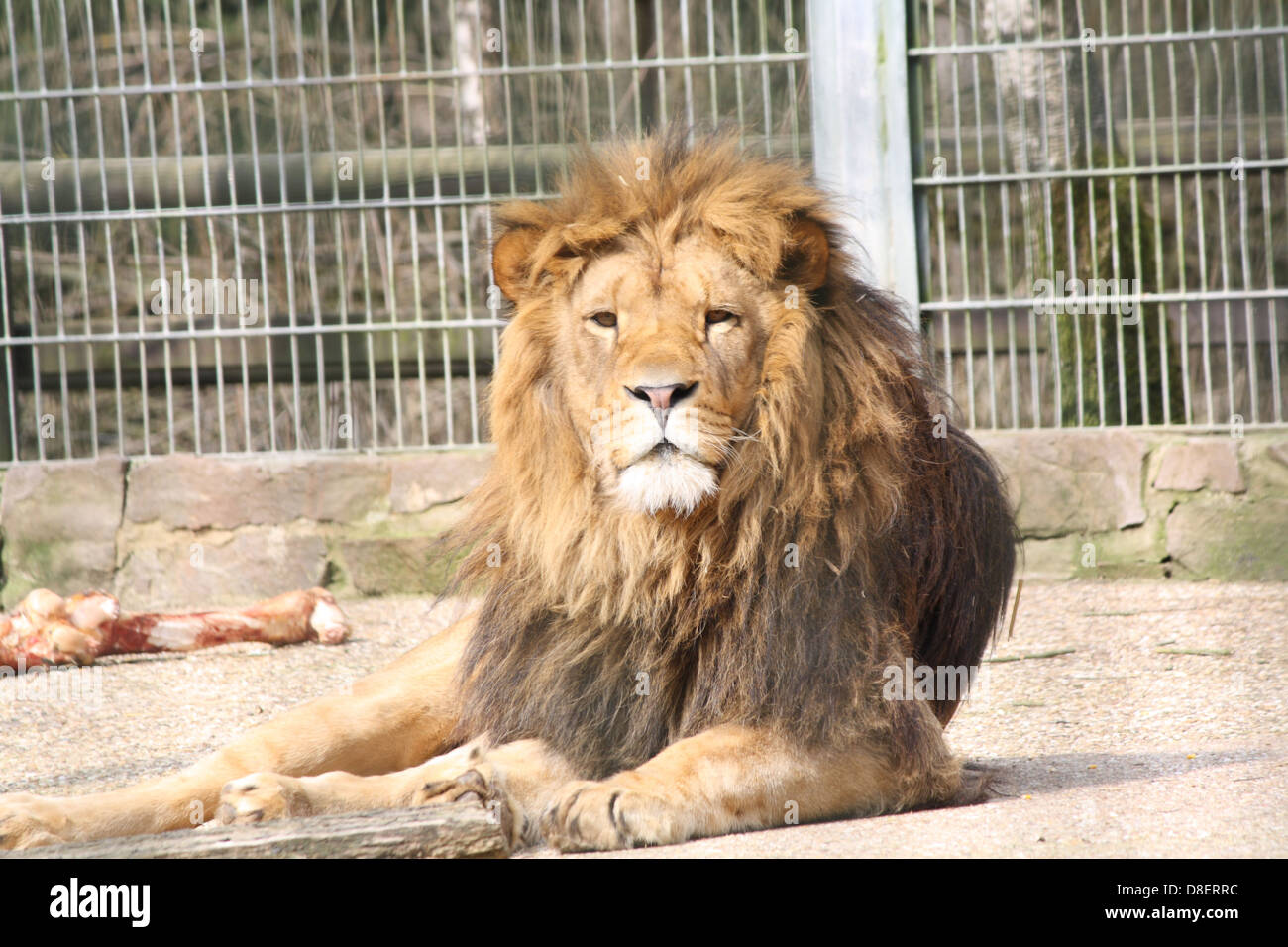 Zoo Lion Enclosure Stockfotos und -bilder Kaufen - Alamy