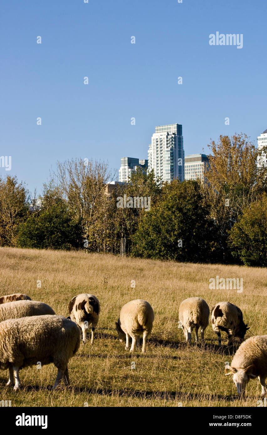 At the mudchute farm -Fotos und -Bildmaterial in hoher Auflösung – Alamy