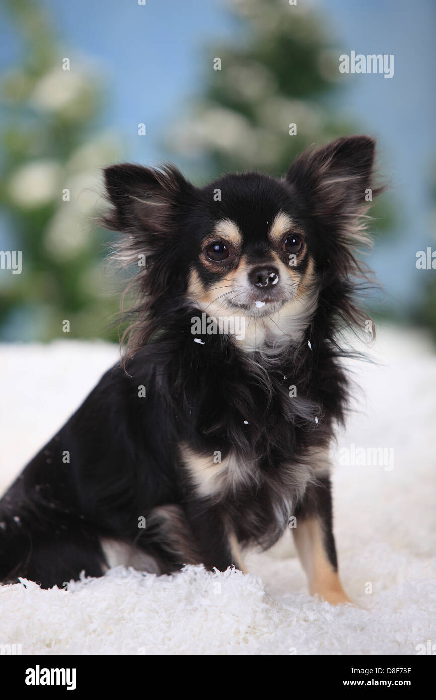 Chihuahua, Langhaar, Schwarz-Creme-weiß | Chihuahua, Langhaarig, Ruede ...