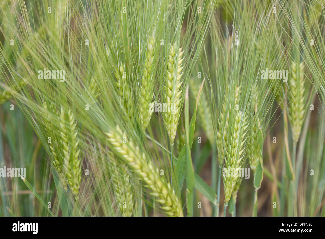 Reiche details -Fotos und -Bildmaterial in hoher Auflösung – Alamy