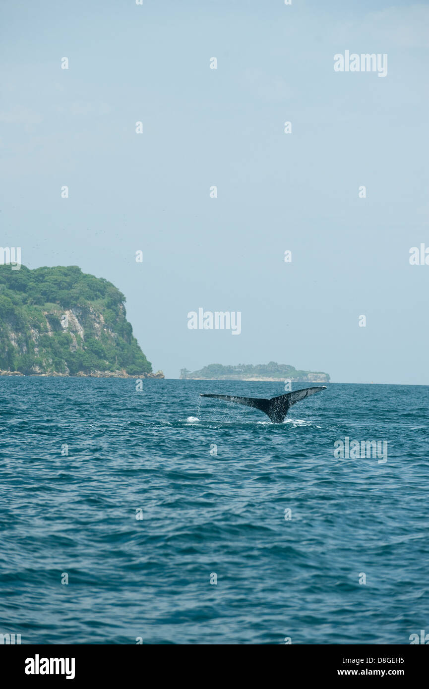 Buckelwal im ozean -Fotos und -Bildmaterial in hoher Auflösung – Alamy
