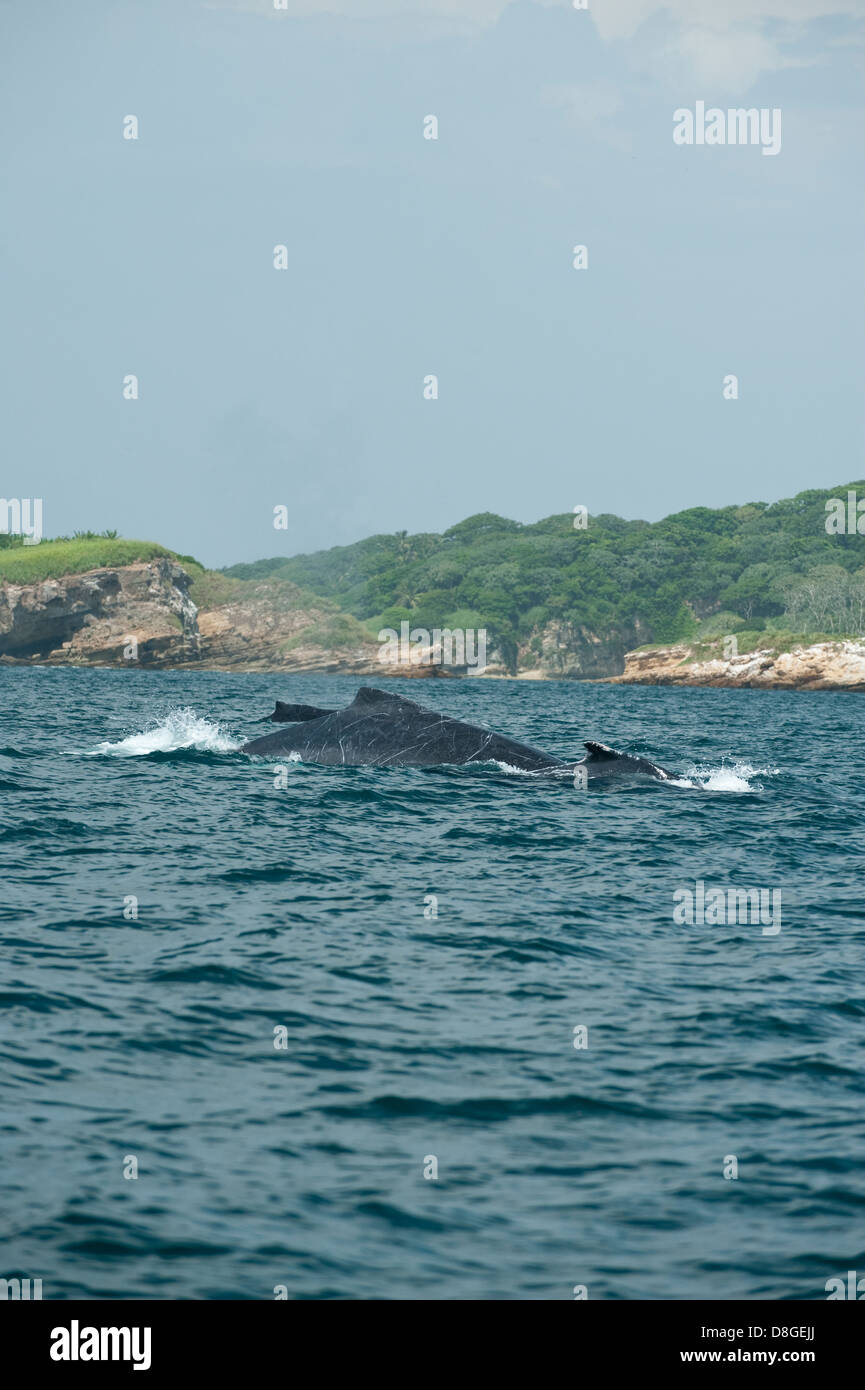 Buckelwal im ozean -Fotos und -Bildmaterial in hoher Auflösung – Alamy