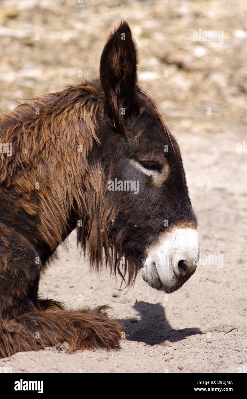 Esel auge -Fotos und -Bildmaterial in hoher Auflösung – Alamy
